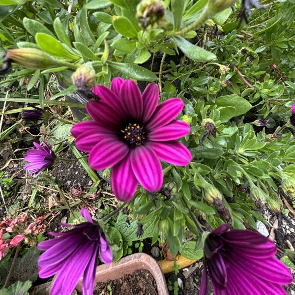 Dimorphotheca ecklonis | South African Daisy - Flowering plants