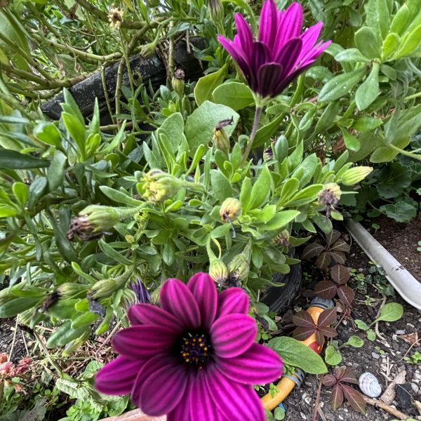 Dimorphotheca ecklonis | South African Daisy - Flowering plants