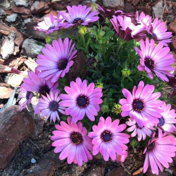 Dimorphotheca ecklonis | South African Daisy - Flowering plants