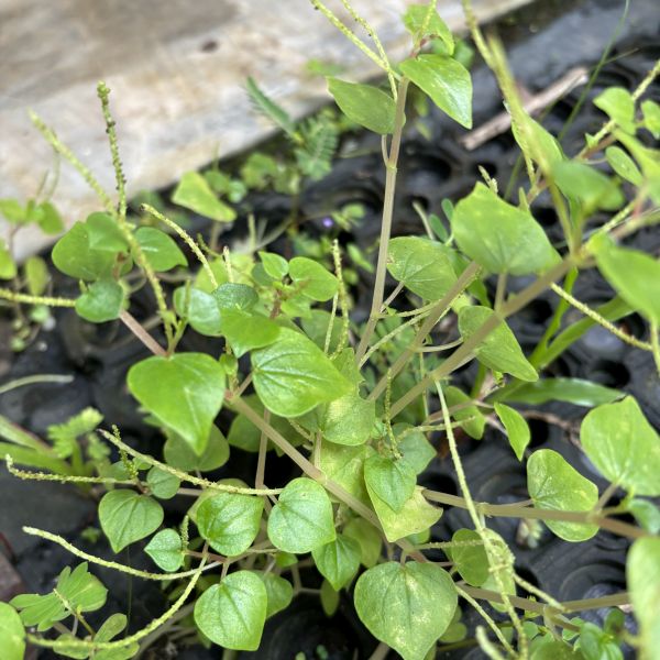 Peperomia pellucida | Shiny bush plant - Green Cover Initiative
