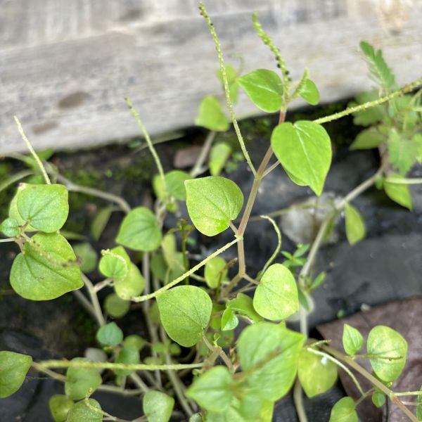 Peperomia pellucida | Shiny bush plant - Green Cover Initiative