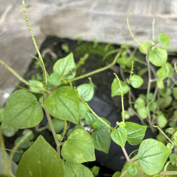 Peperomia pellucida | Shiny bush plant - Green Cover Initiative