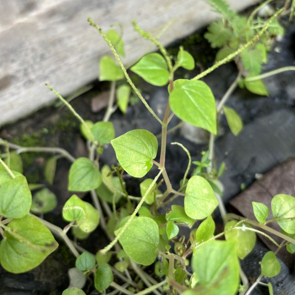 Peperomia pellucida | Shiny bush plant - Green Cover Initiative