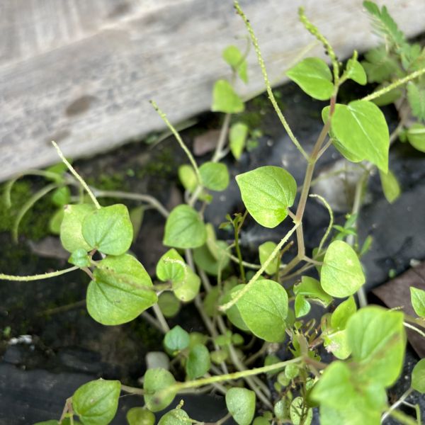 Peperomia pellucida | Shiny bush plant - Green Cover Initiative