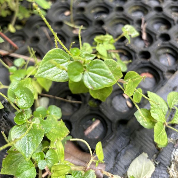 Peperomia pellucida | Shiny bush plant - Green Cover Initiative