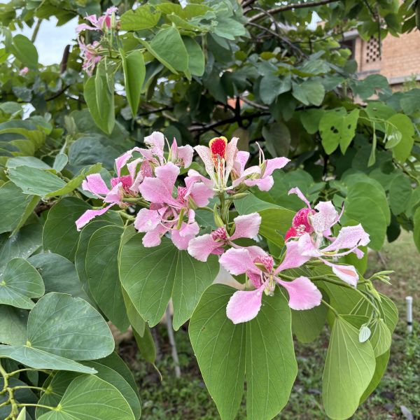 Bauhinia monandra | Pink Bauhinia - Indian Trees | Garden Trees