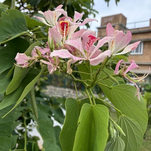 Bauhinia monandra | Pink Bauhinia - Indian Trees | Garden Trees
