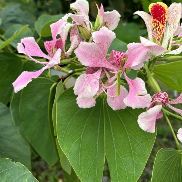 Bauhinia monandra | Pink Bauhinia - Indian Trees | Garden Trees