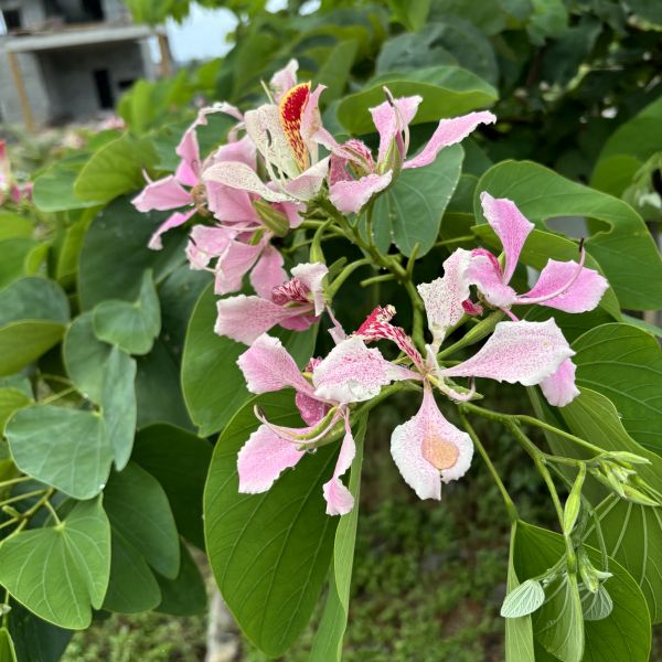 Bauhinia monandra | Pink Bauhinia - Indian Trees | Garden Trees