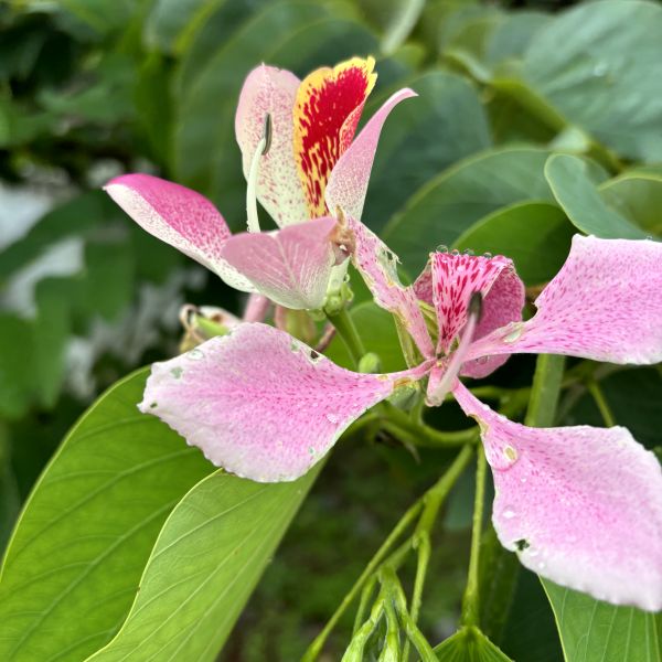 Bauhinia monandra | Pink Bauhinia - Indian Trees | Garden Trees