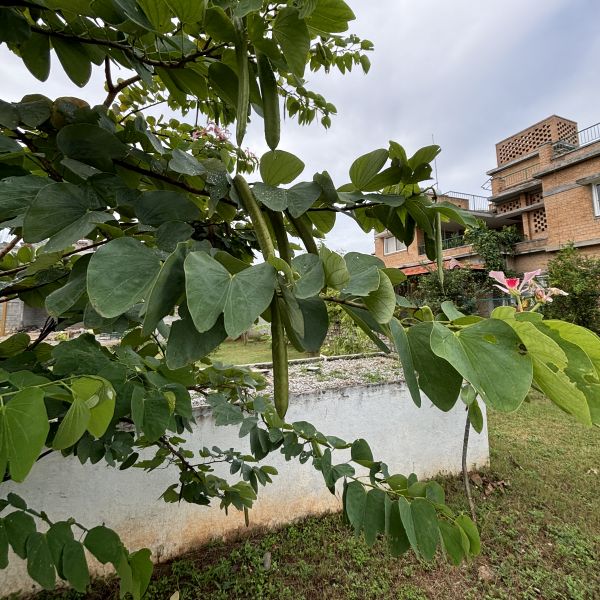 Bauhinia monandra | Pink Bauhinia - Indian Trees | Garden Trees