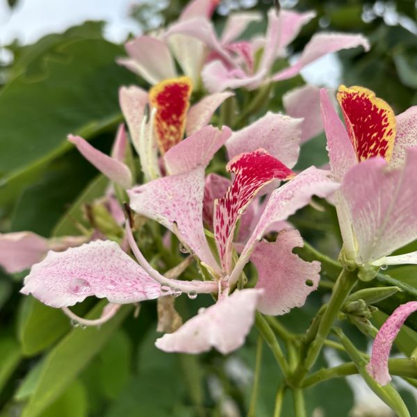 Bauhinia monandra | Pink Bauhinia - Indian Trees | Garden Trees