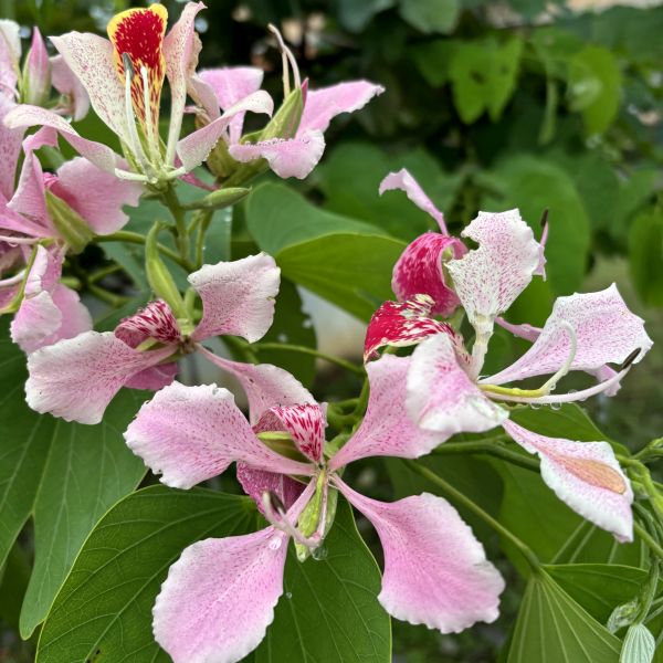 Bauhinia monandra | Pink Bauhinia - Indian Trees | Garden Trees