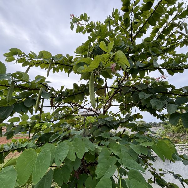 Bauhinia monandra | Pink Bauhinia - Indian Trees | Garden Trees