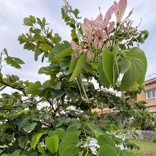 Bauhinia monandra | Pink Bauhinia - Indian Trees | Garden Trees