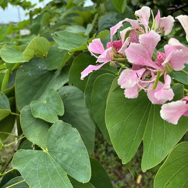 Bauhinia monandra | Pink Bauhinia - Indian Trees | Garden Trees
