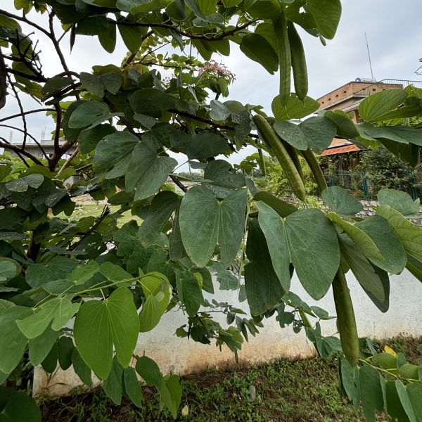 Bauhinia monandra | Pink Bauhinia - Indian Trees | Garden Trees