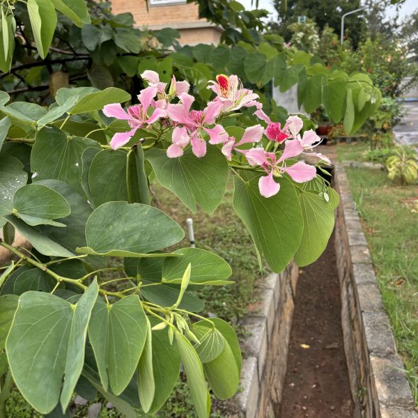 Bauhinia monandra | Pink Bauhinia - Indian Trees | Garden Trees