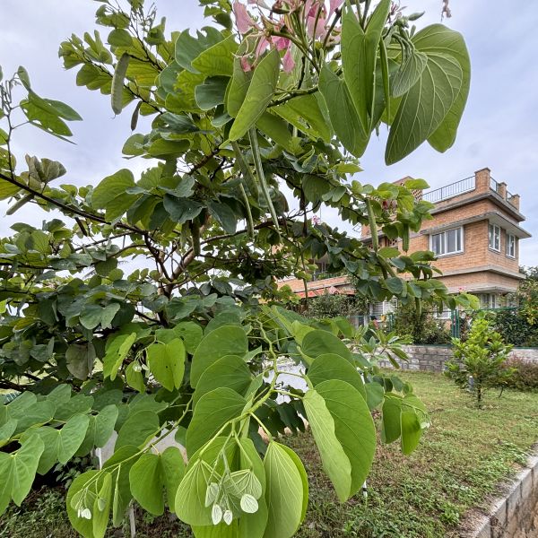 Bauhinia monandra | Pink Bauhinia - Indian Trees | Garden Trees