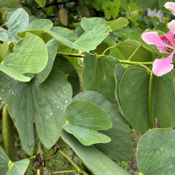 Bauhinia monandra | Pink Bauhinia - Indian Trees | Garden Trees
