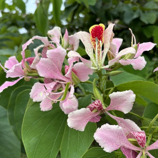 Bauhinia monandra | Pink Bauhinia - Indian Trees | Garden Trees