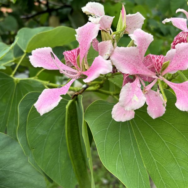 Bauhinia monandra | Pink Bauhinia - Indian Trees | Garden Trees