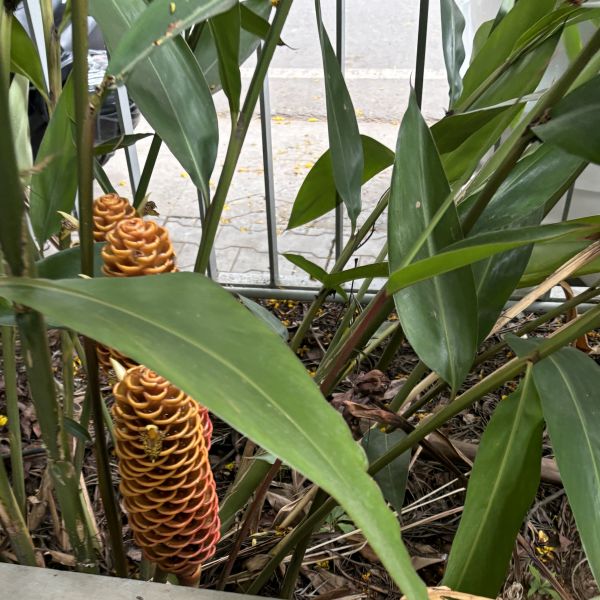 Zingiber spectabile | Beehive ginger - Herbs | Indian plants