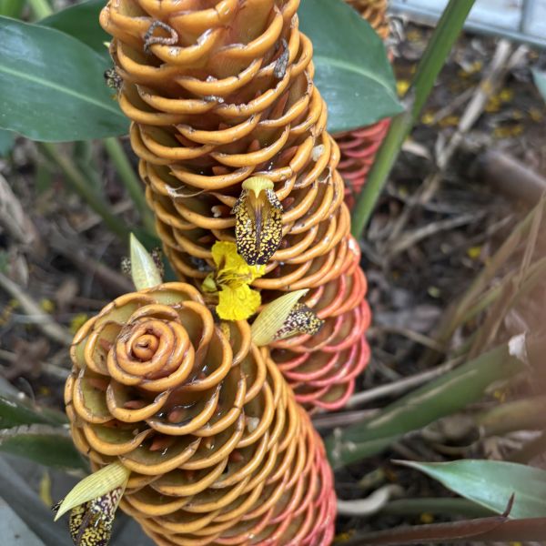 Zingiber spectabile | Beehive ginger - Herbs | Indian plants