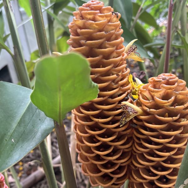 Zingiber spectabile | Beehive ginger - Herbs | Indian plants