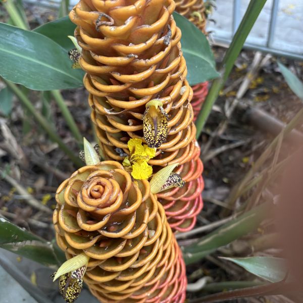 Zingiber spectabile | Beehive ginger - Herbs | Indian plants