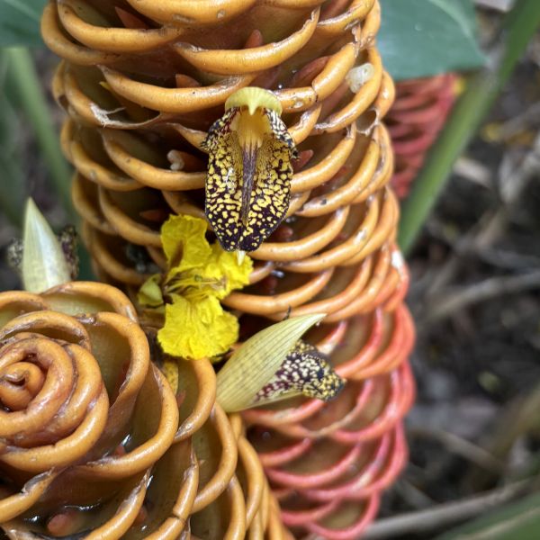 Zingiber spectabile | Beehive ginger - Herbs | Indian plants