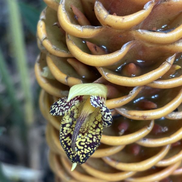 Zingiber spectabile | Beehive ginger - Herbs | Indian plants