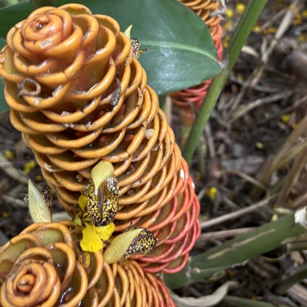 Zingiber spectabile | Beehive ginger - Herbs | Indian plants