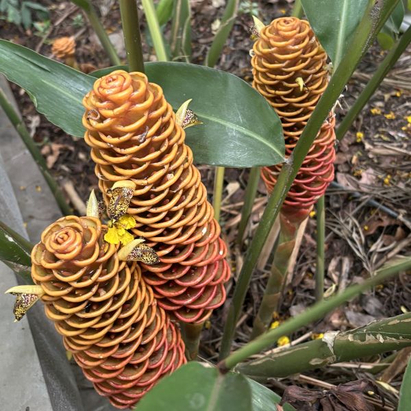 Zingiber spectabile | Beehive ginger - Herbs | Indian plants