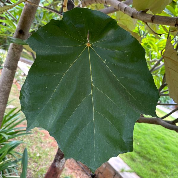 Pterospermum acerifolium | Dinnerplate tree - Indian trees