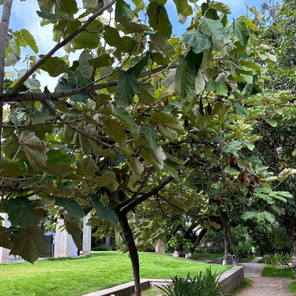 Pterospermum acerifolium | Dinnerplate tree - Indian trees