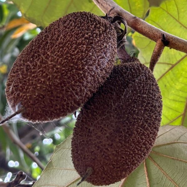 Pterospermum acerifolium | Dinnerplate tree - Indian trees