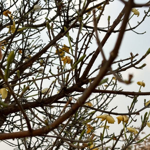 Gardenia latifolia | Indian Boxwood - Indian trees