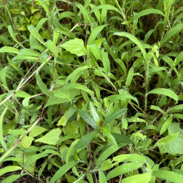 Ischaemum ciliare | Indian Muraina Grass - Indian weeds | Wild plants