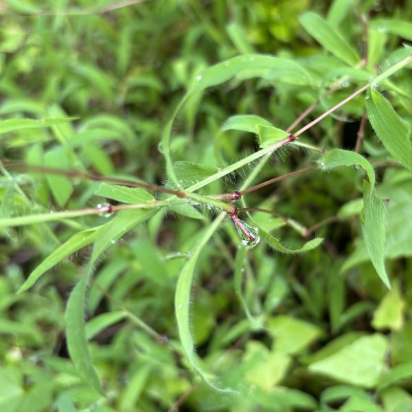 Ischaemum ciliare | Indian Muraina Grass - Indian weeds | Wild plants
