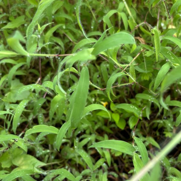 Ischaemum ciliare | Indian Muraina Grass - Indian weeds | Wild plants