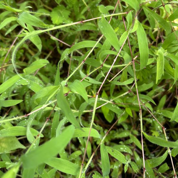 Ischaemum ciliare | Indian Muraina Grass - Indian weeds | Wild plants