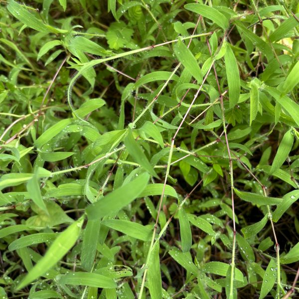 Ischaemum ciliare | Indian Muraina Grass - Indian weeds | Wild plants