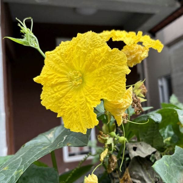 Luffa aegyptiaca | Sponge gourd - Indian vegetables | Garden veggies