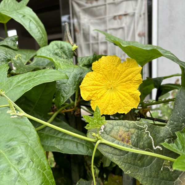 Luffa aegyptiaca | Sponge gourd - Indian vegetables | Garden veggies