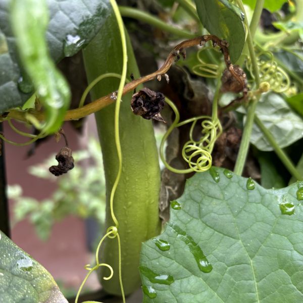 Luffa aegyptiaca | Sponge gourd - Indian vegetables | Garden veggies