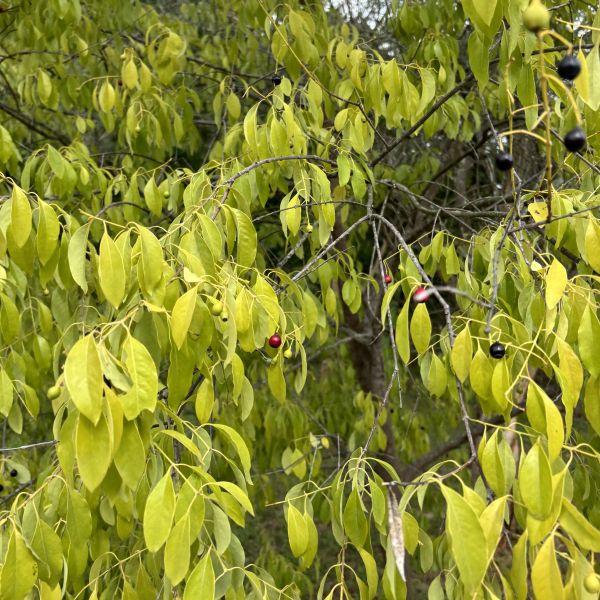 Santalum album | Sandalwood - Indian trees | Garden trees