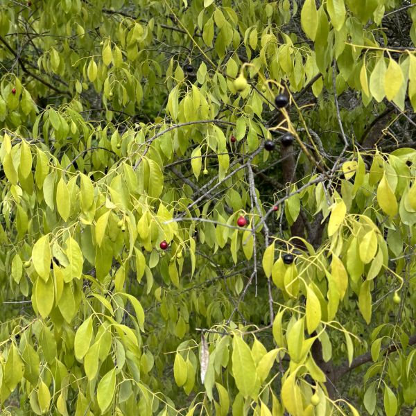 Santalum album | Sandalwood - Indian trees | Garden trees