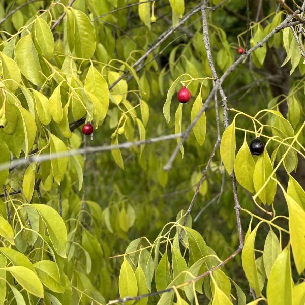 Santalum album | Sandalwood - Indian trees | Garden trees