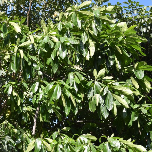 Alstonia scholaris | Blackboard tree - Indian trees | Garden trees
